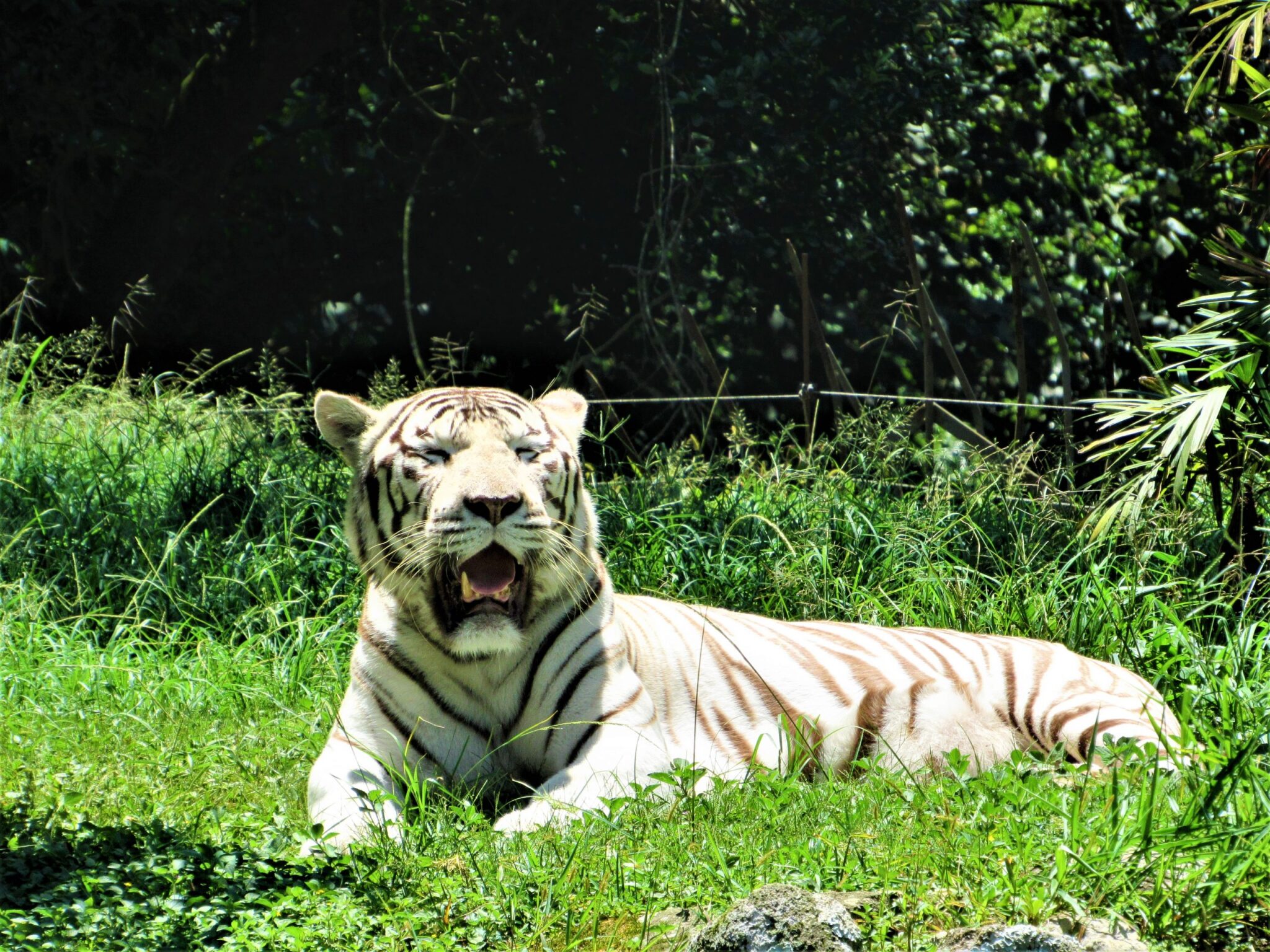 Zoo SP: colônia de férias e horários especiais até 31/01