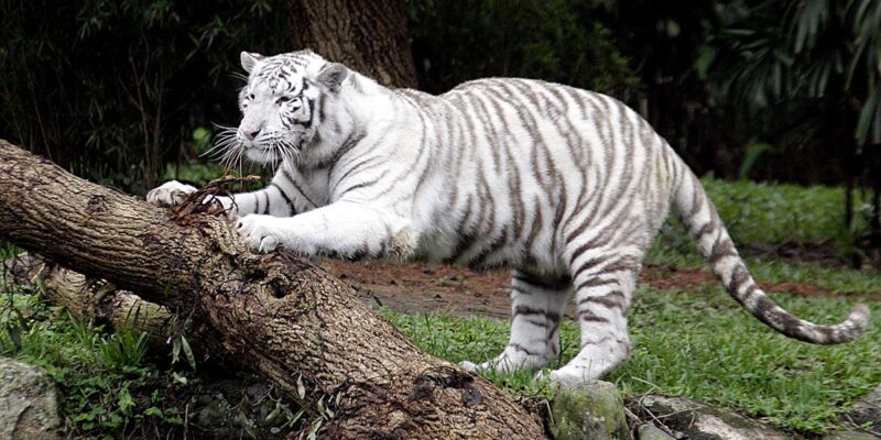 Zoo SP: Ônibus saindo de Barueri começa a circular em 1/7